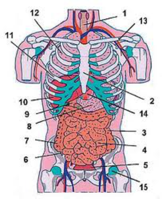 Pedagogisk planering i Skolbanken: Människokroppen