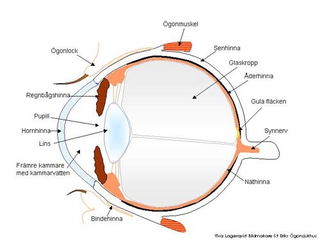 Skolbanken · PP Akustik och Optik samt Örats o Ögats anatomi och fysiologi