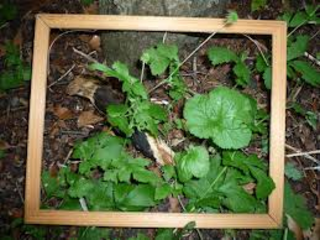 Skolbanken · Naturrutan