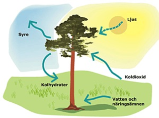 Skolbanken · Fotosyntes och cellandning