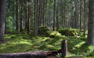 Skolbanken · Skogen