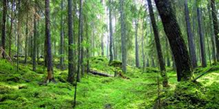 Skolbanken · Skogen Åk 4