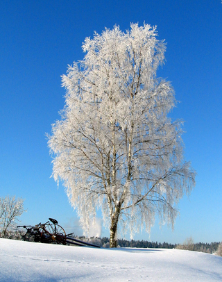 Skolbanken · Tema Vinter år 1 2016