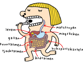 Skolbanken · Kroppen