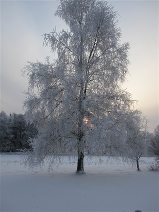 Skolbanken · Vinter Tema