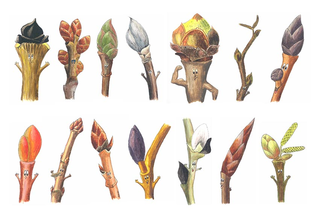 Skolbanken · Knoppisar