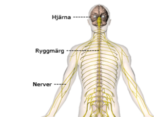 Pedagogisk planering i Skolbanken: År 9 Centrala nervsystemet