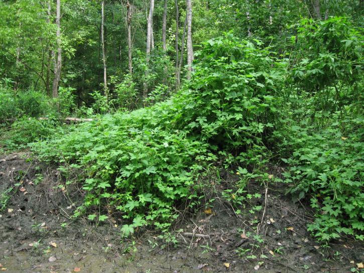 Skolbanken · Berättelse om kända karaktären Cigaal Shidaad