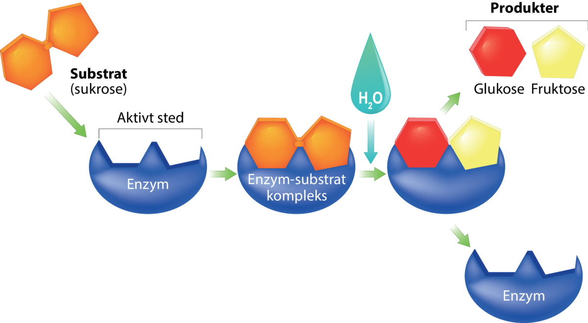 Skolbanken · Enzymmodellen