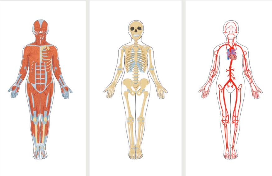 Skolbanken · Hur fungerar kroppen?