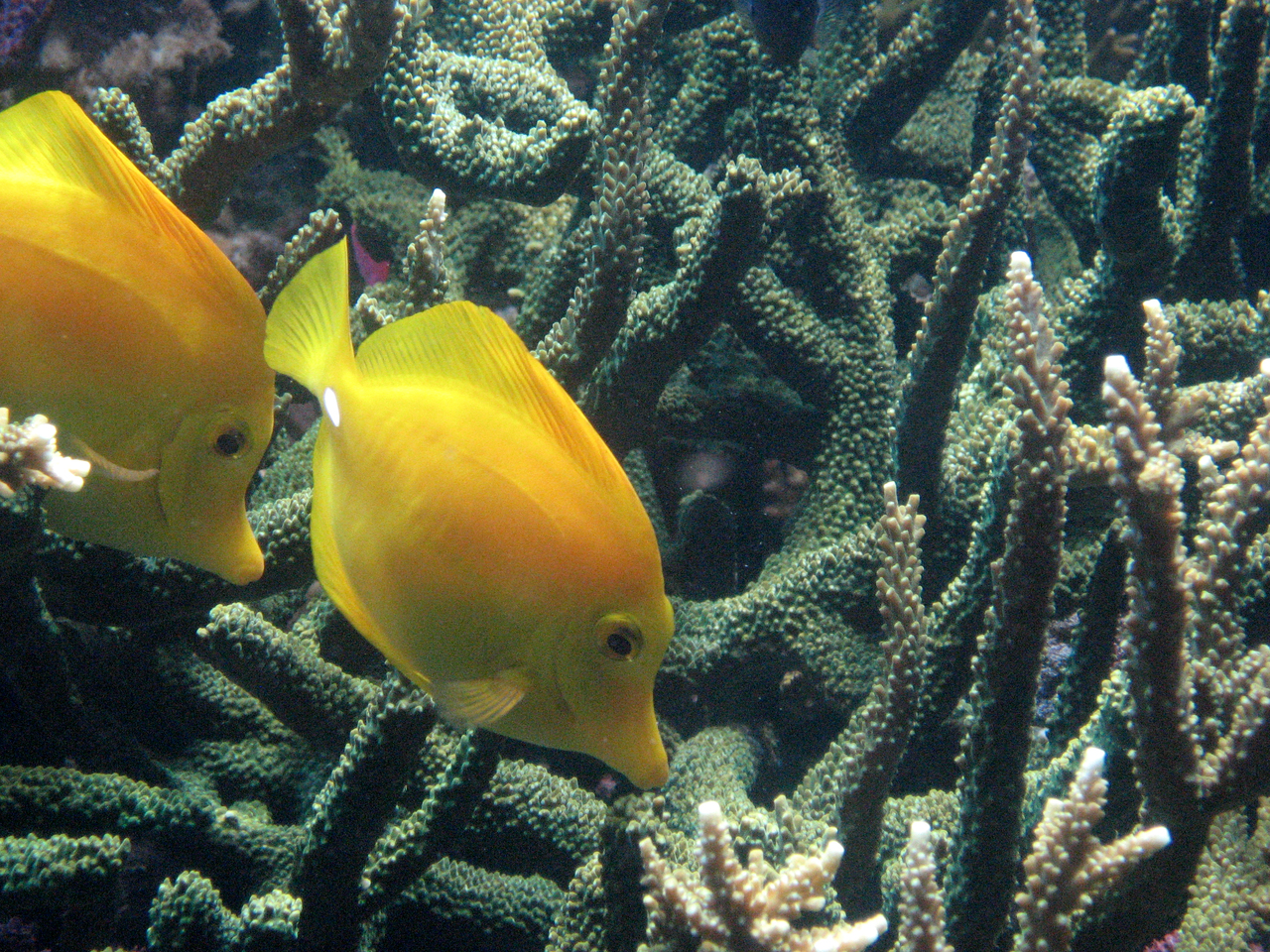 Skolbanken · Problemet Fiskar