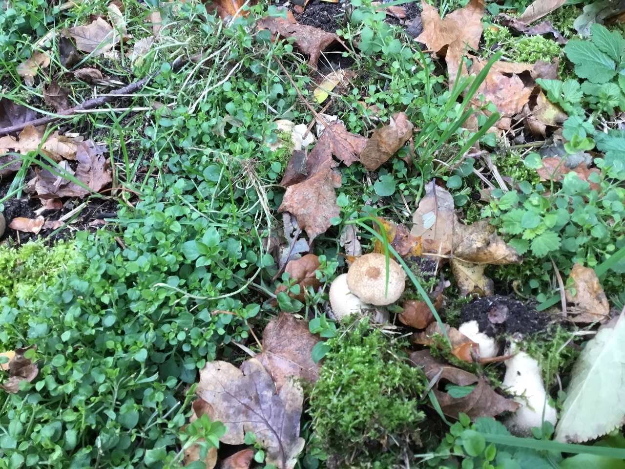 Skolbanken · Årstiderna i skogen