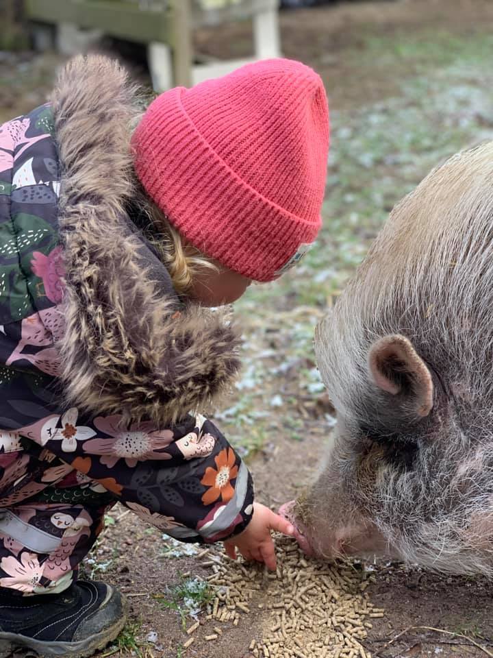 Skolbanken · Djuren på Smultronstället