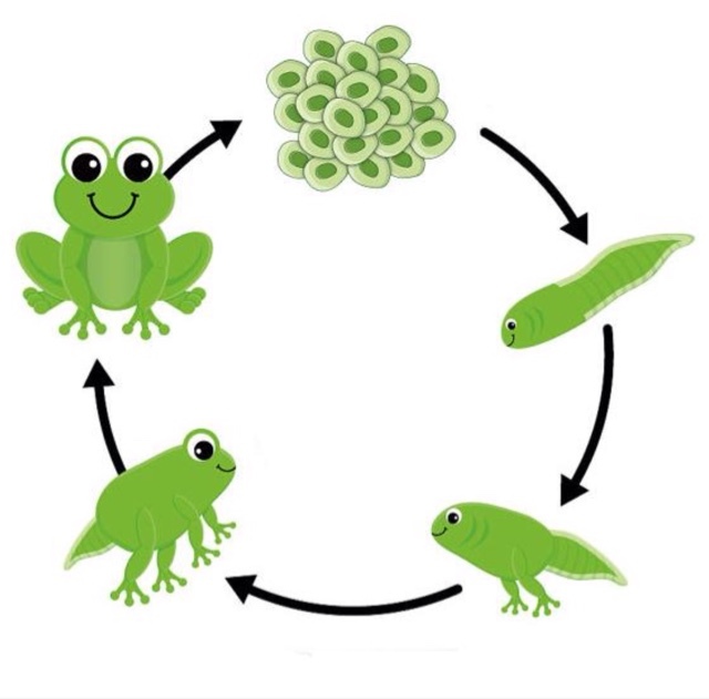 Skolbanken · Livscykler och näringskedjor