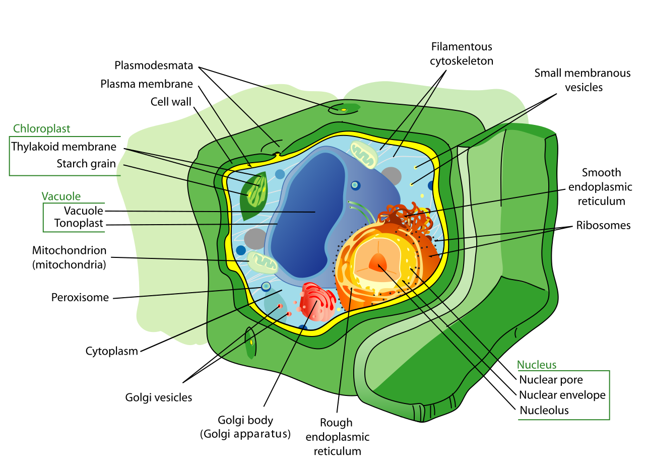 Skolbanken · Biologi - åk 7 introduktion