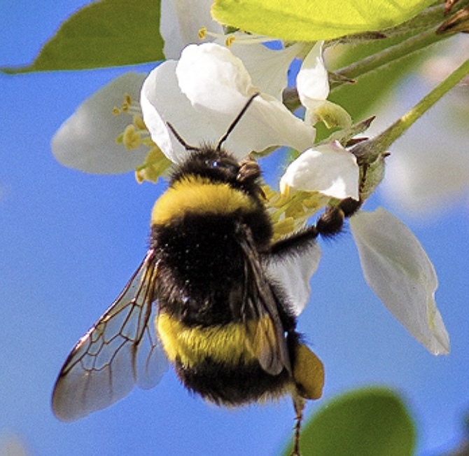 Skolbanken · Humlan 22/23