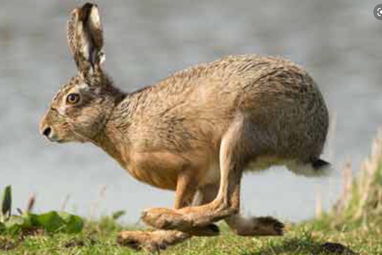 Skolbanken · Djur i vår närhet - haren
