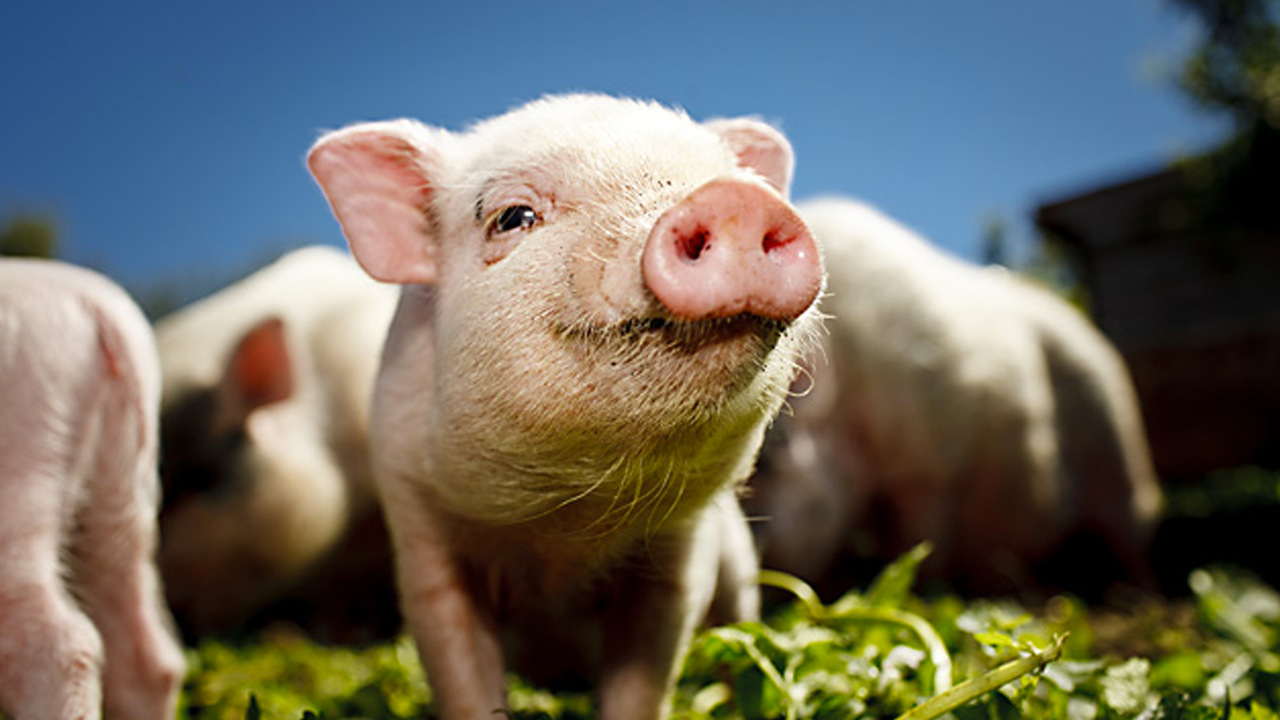 Skolbanken · Familjen Gris