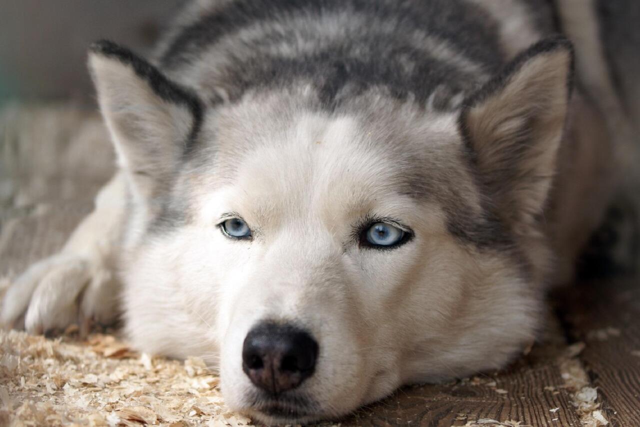 Skolbanken · Spanska planering vecka 36 klass 8