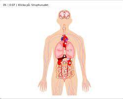 Skolbanken · Kroppen åk.2