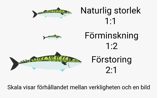 Pedagogisk planering i Skolbanken: Jr, Matematik - Skala, åk 5(20-21)