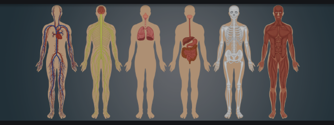 Skolbanken · Kroppen