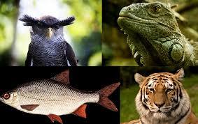 Skolbanken · Biologi Åk7 Ryggradslösa djur och ryggradsdjur