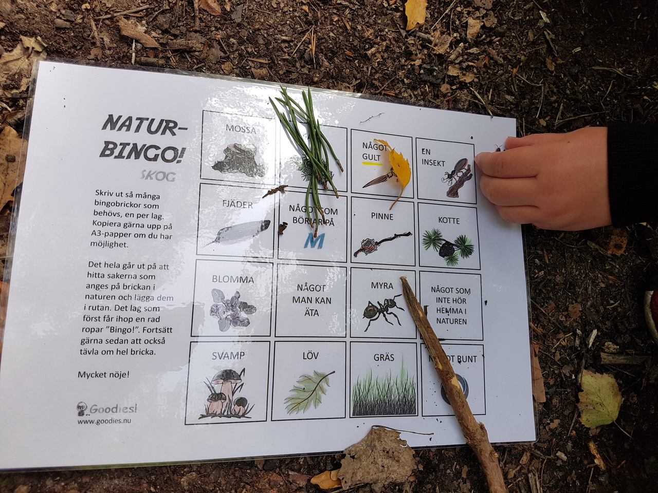 Skolbanken · Skogen