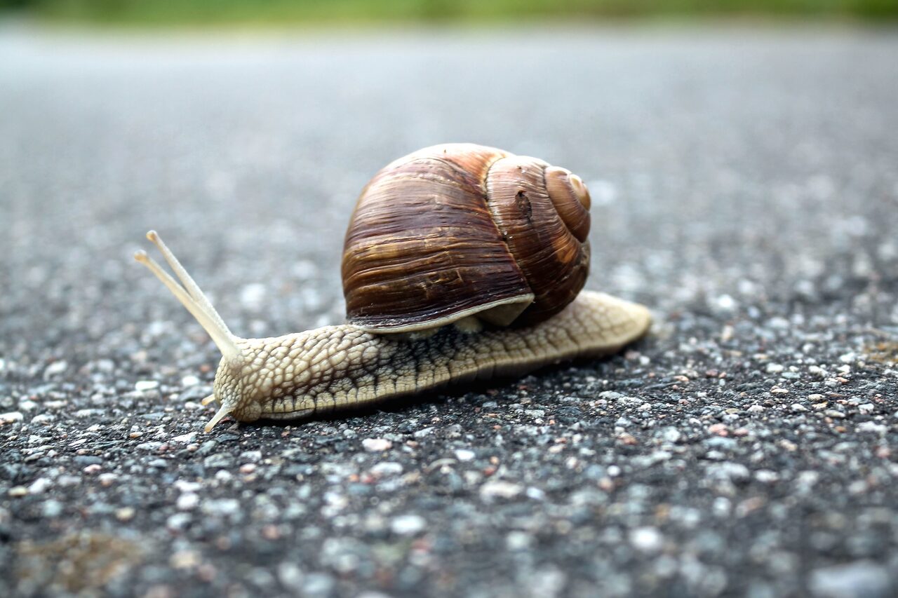 Pedagogisk planering i Skolbanken: Snigel & Snäcka