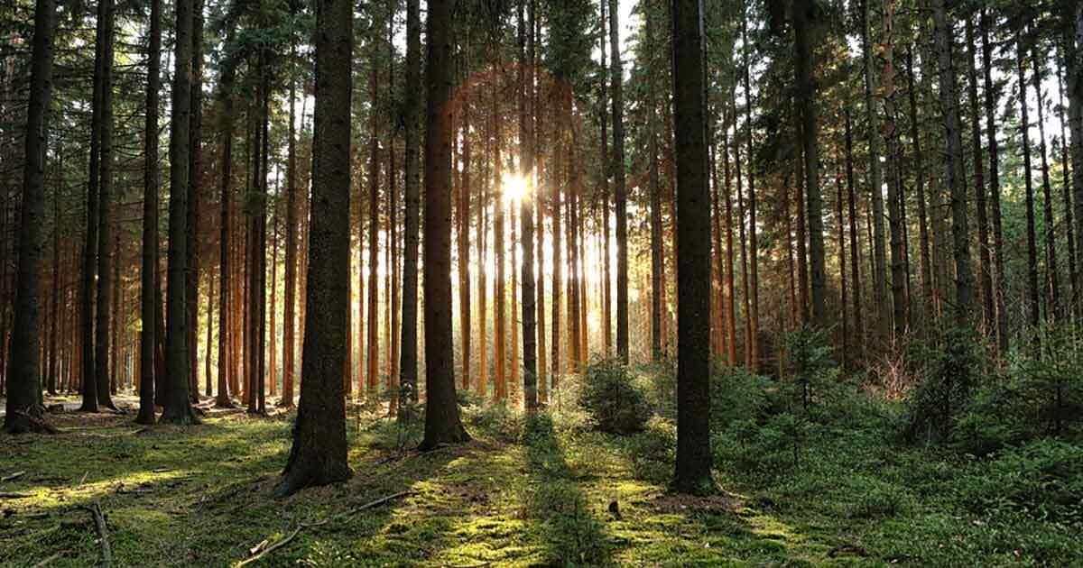 Skolbanken · Tema Skogen - Enen Gul