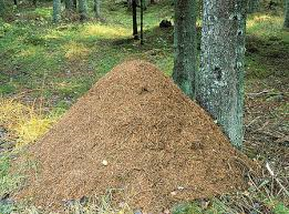 Skolbanken · Myrstacken