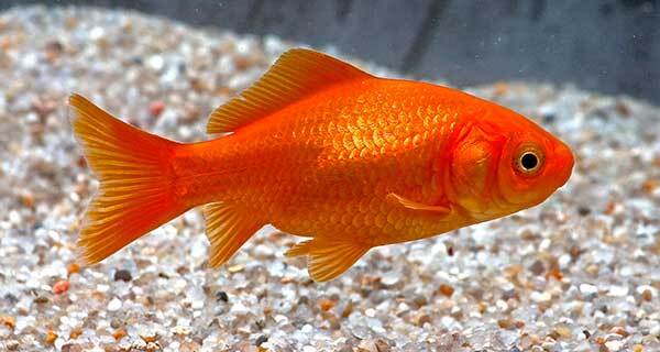 Skolbanken · Projekt Fiskar