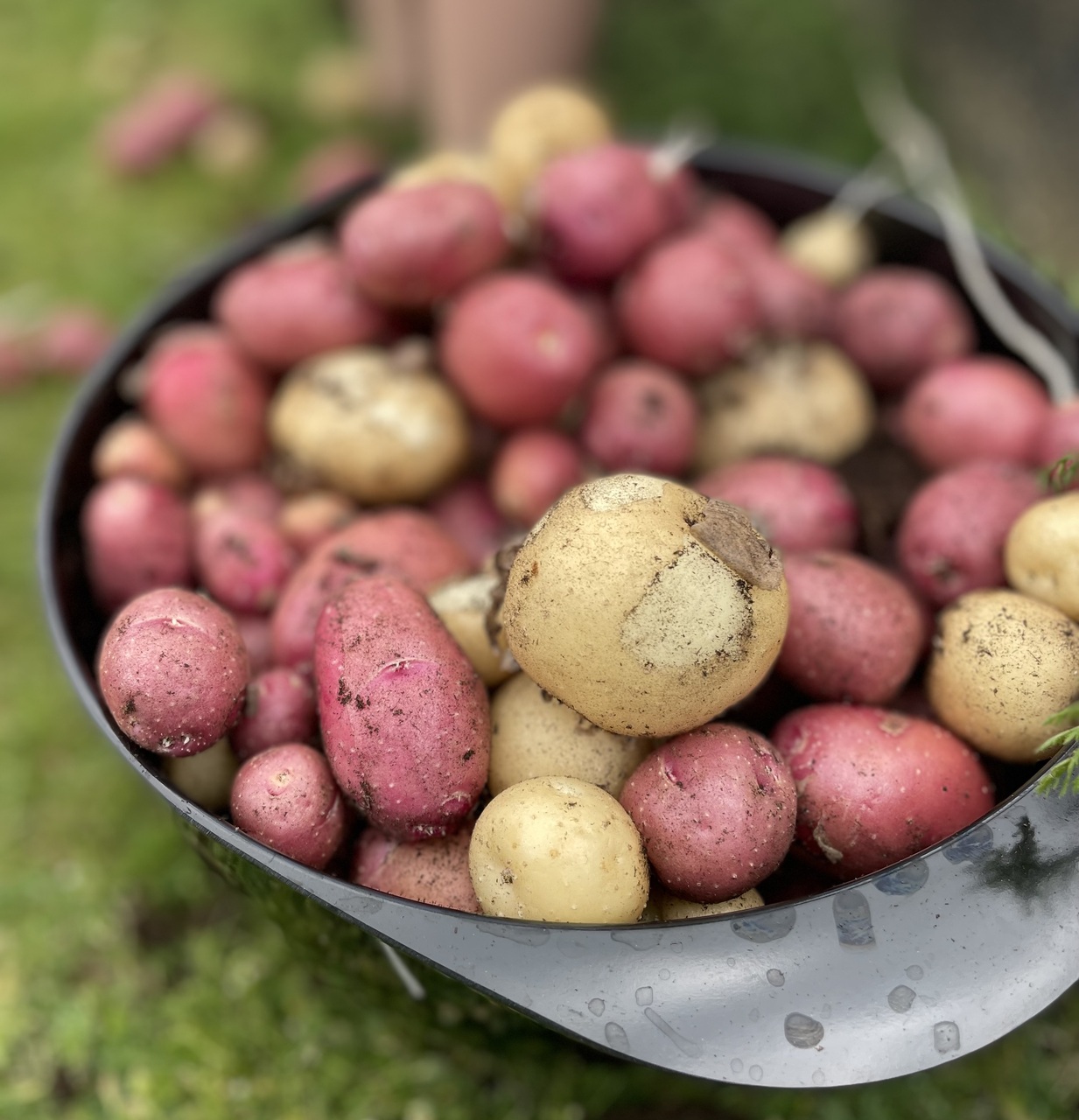 Skolbanken · Från jord till bord
