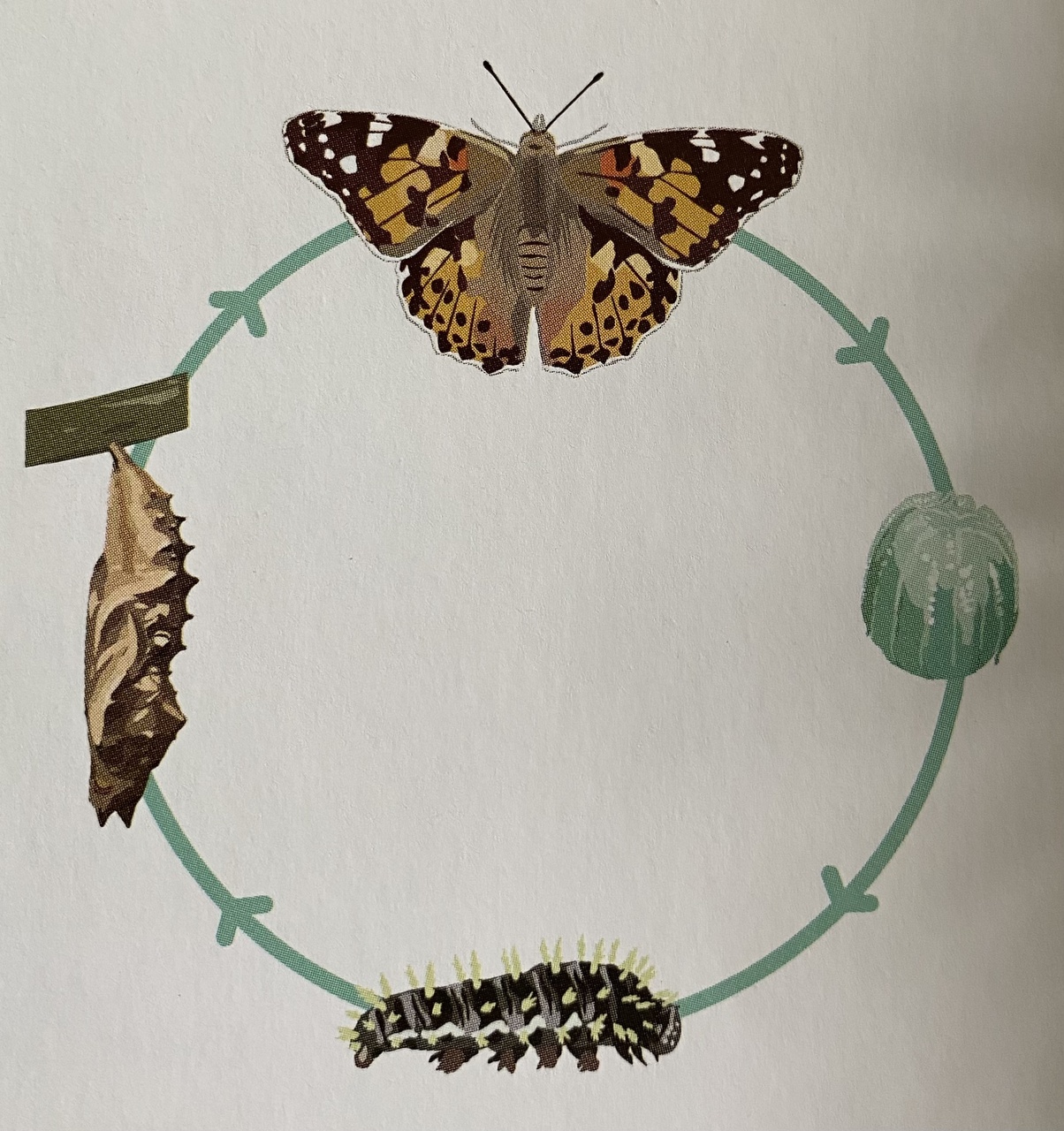 Skolbanken · Livscykel