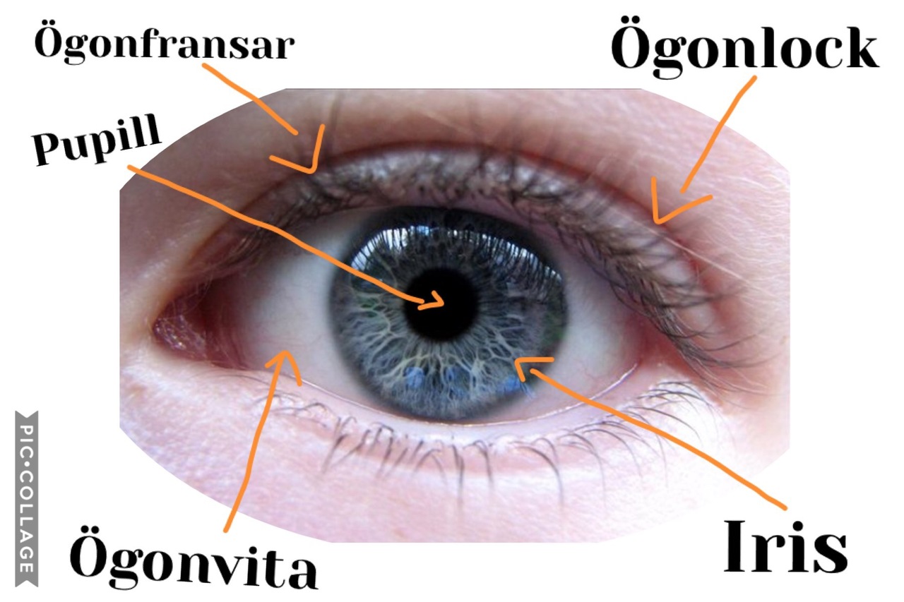 Skolbanken · Tema Kroppen/ögat