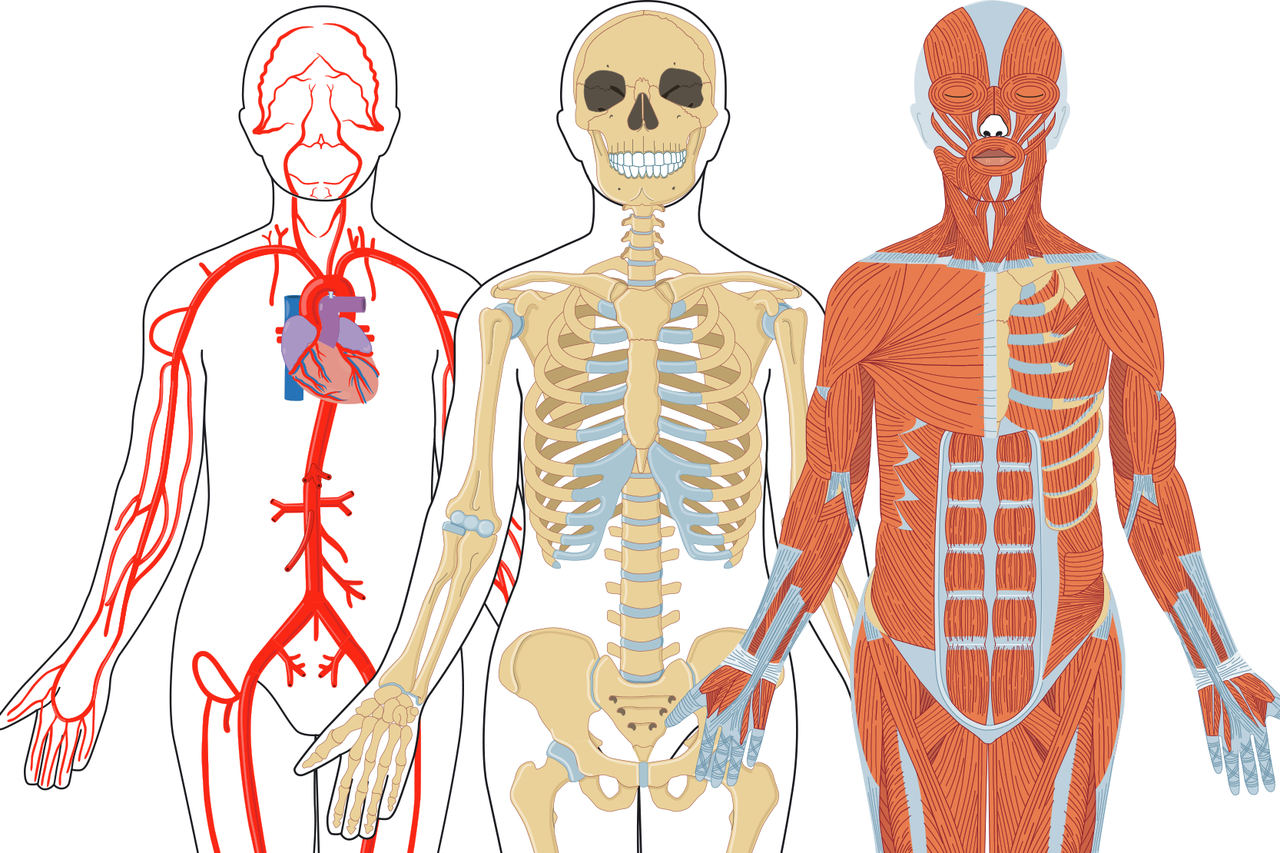 Skolbanken · No Kroppen åk 2 ht20