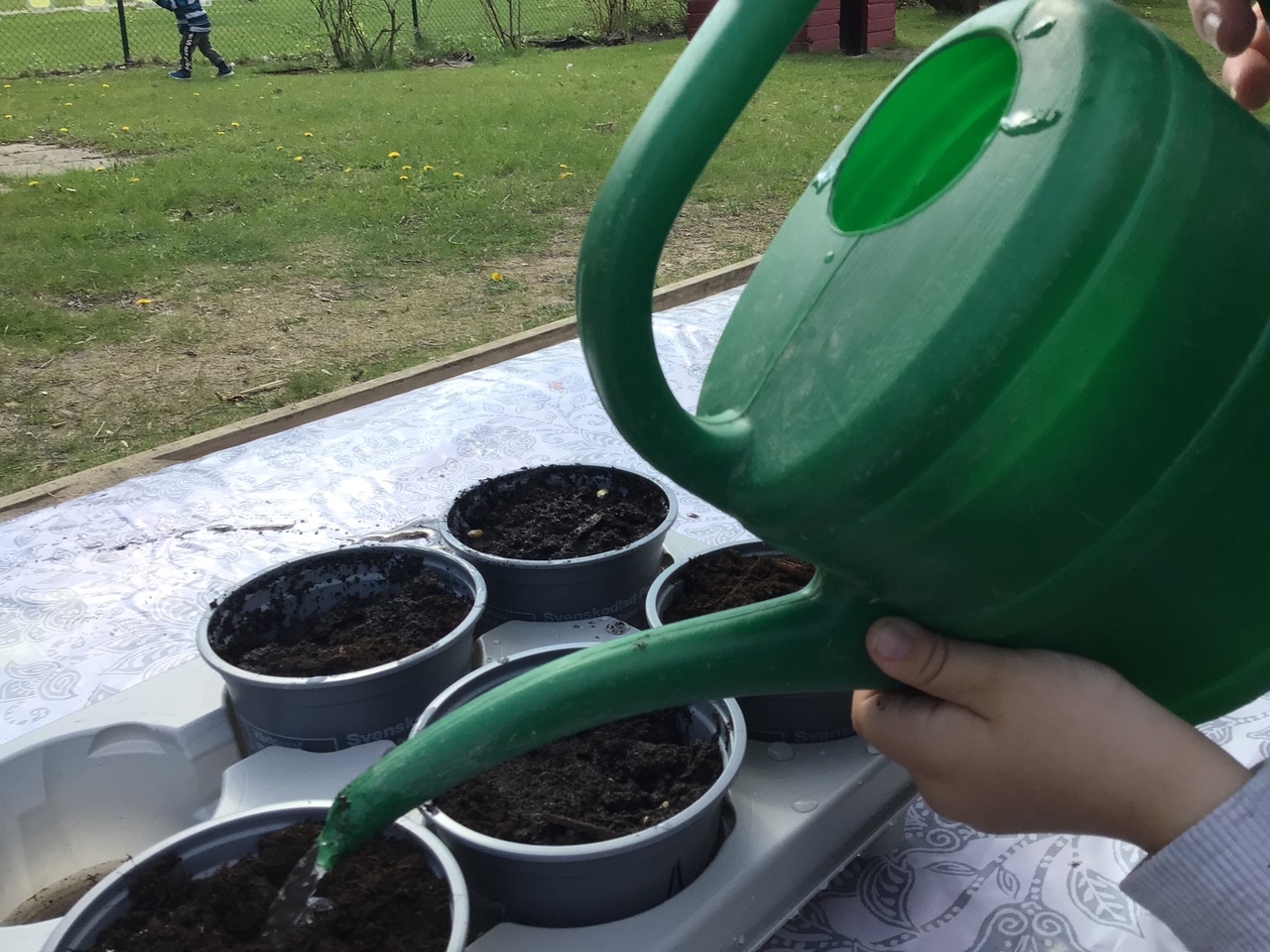 Skolbanken · Odla och plantera