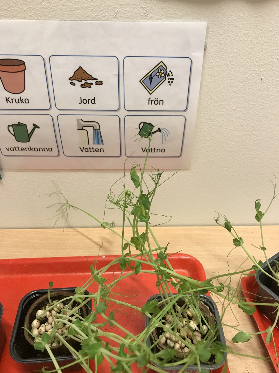 Skolbanken · Plantera gula ärtor och popcorn kärnor