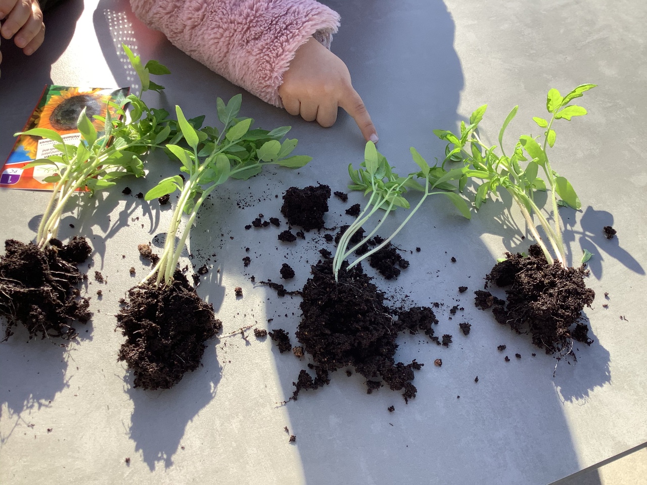 Skolbanken · Plantering