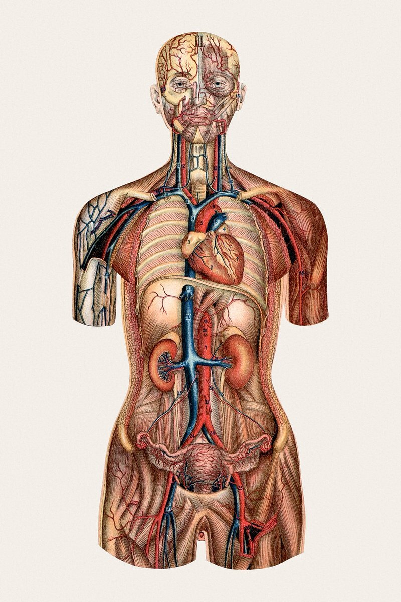 Skolbanken · Kroppen lå 23/24 åk 2