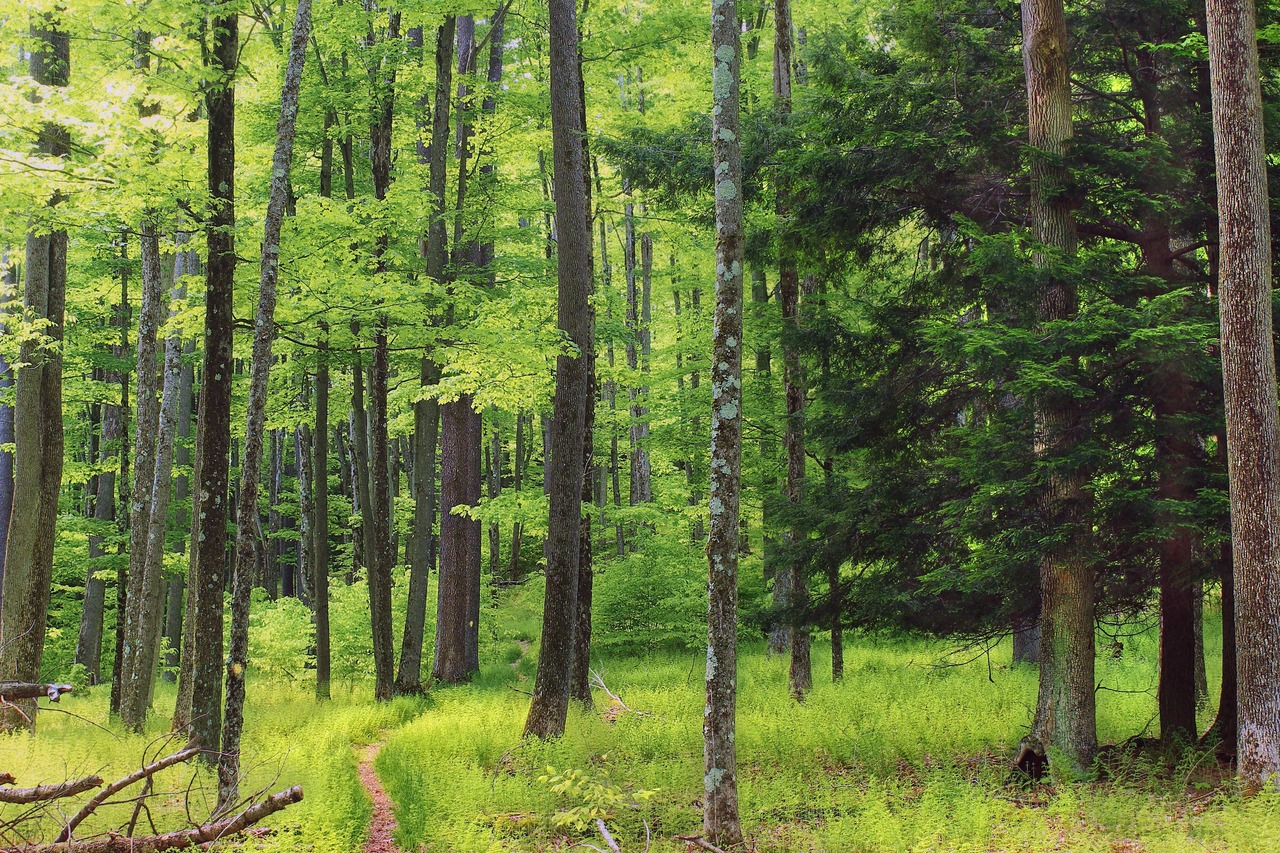 Skolbanken · Planering Enhörningsgruppen, Skogen, Natur och Miljö, VT-21