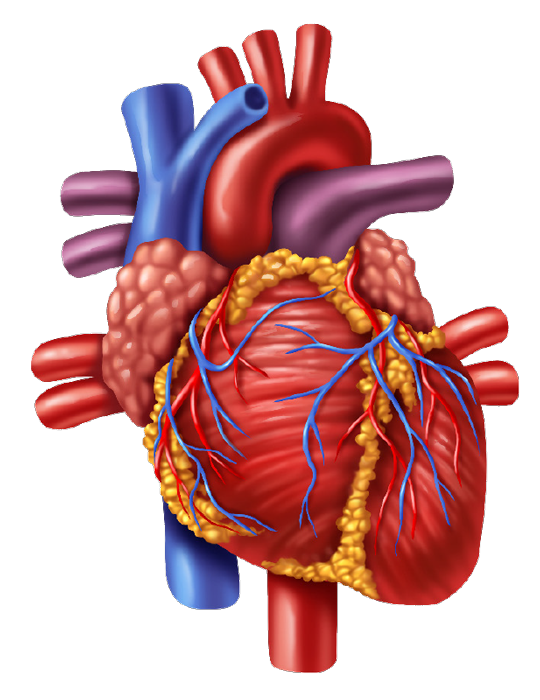 Skolbanken · Biologi åk 5 - hjärtat, blodet och lungorna