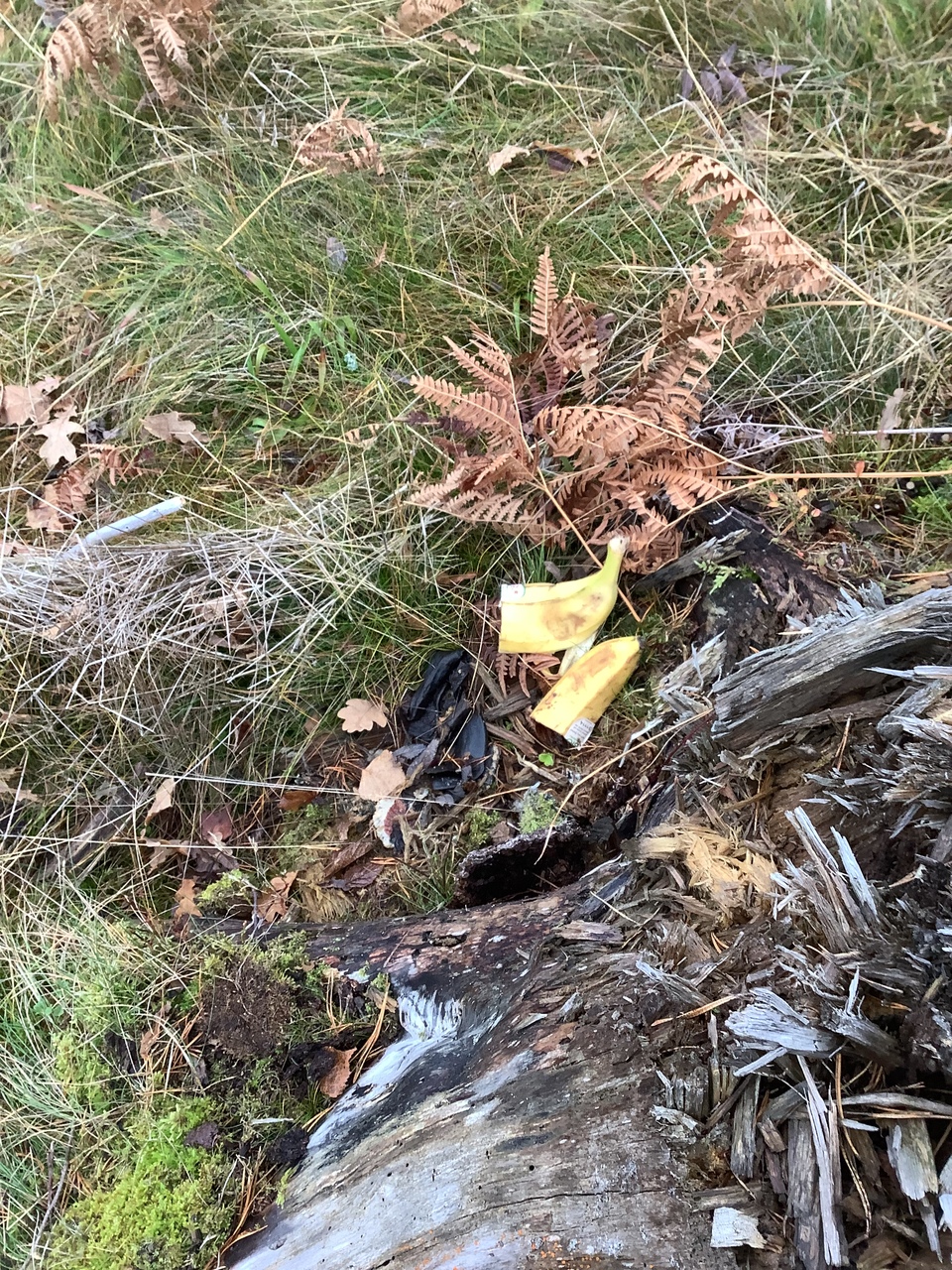 Skolbanken · Från mat till mat