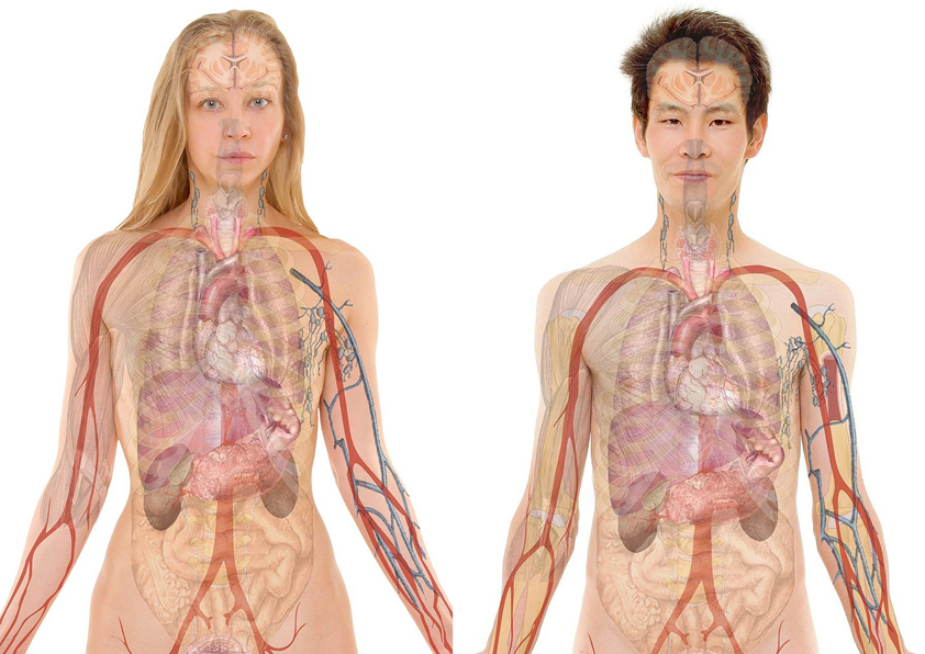 Pedagogisk planering i Skolbanken: Kroppen