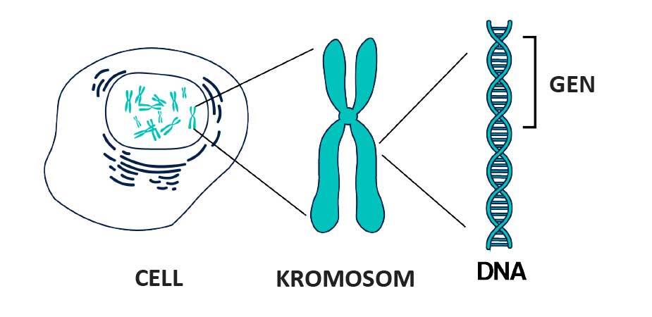 Skolbanken · Biologi 1: Celler och genetik v.49-v.8