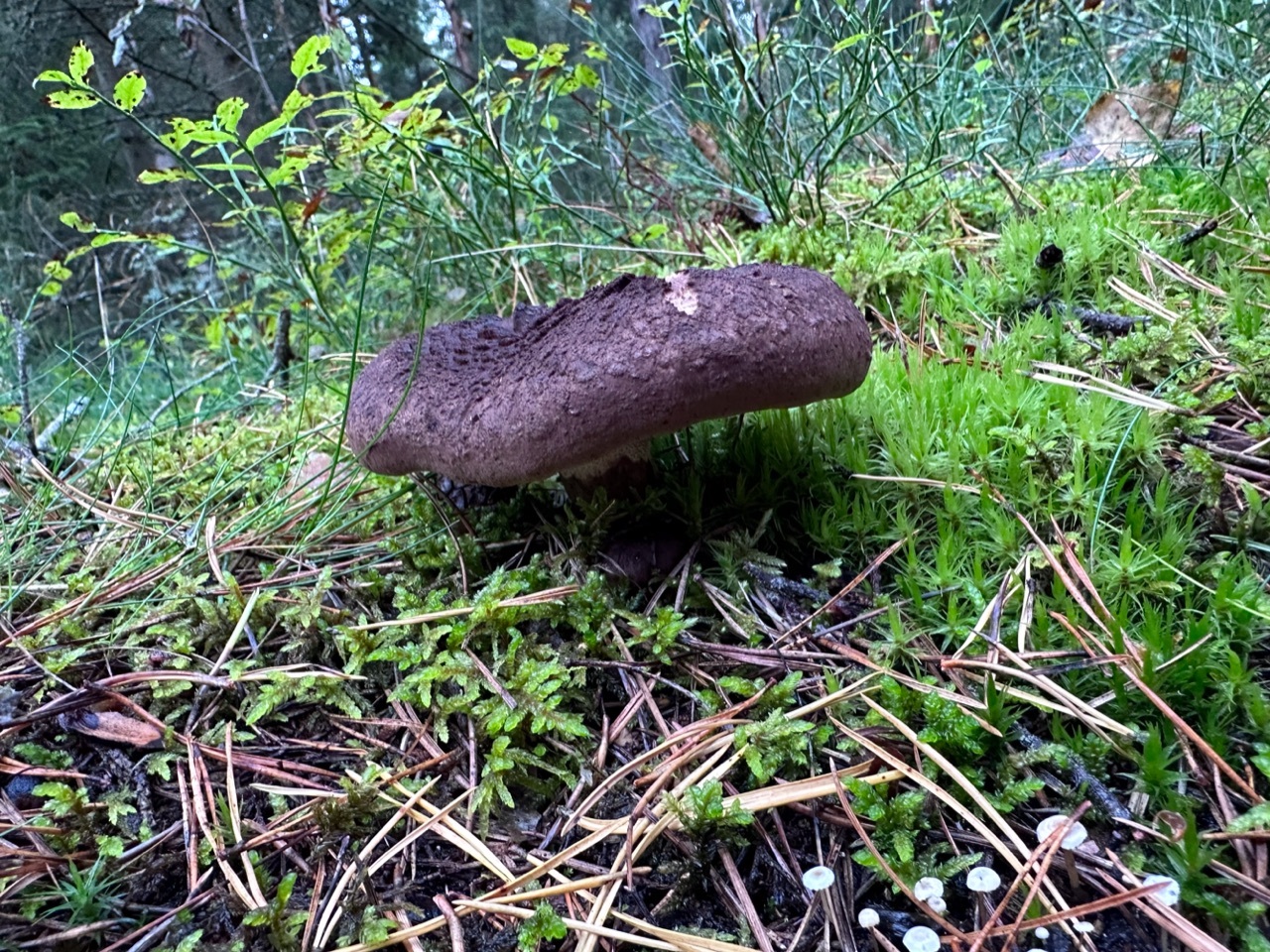 Skolbanken · Skogen