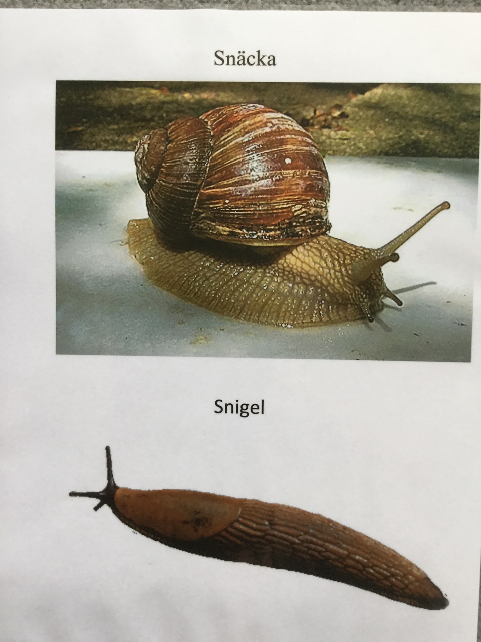 Skolbanken · Planering Skogen - Sniglar och Snäckor, okt -20