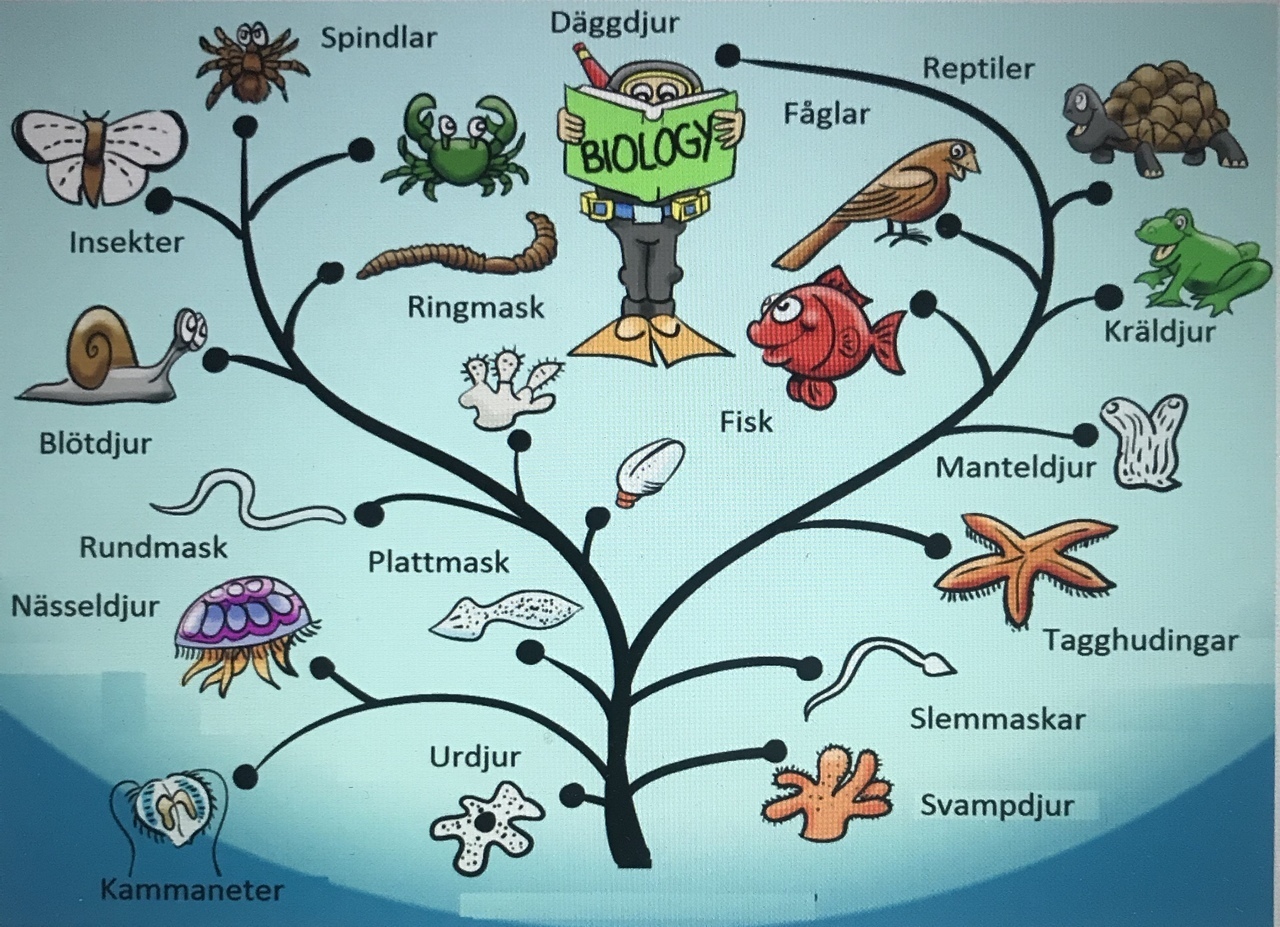 Skolbanken · Djur åk 4