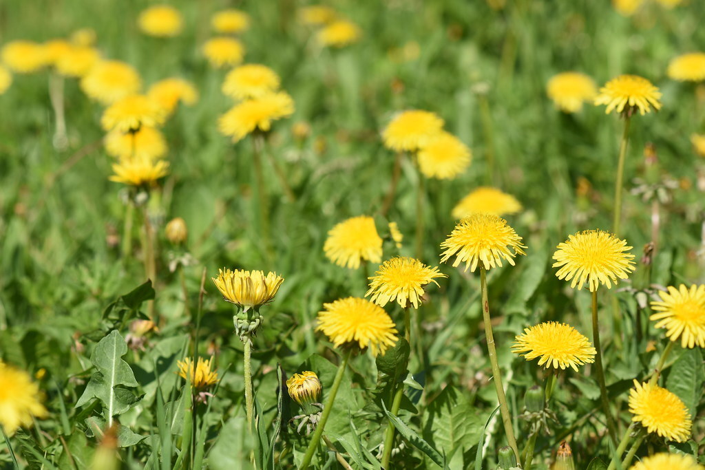 Skolbanken · Växtriket