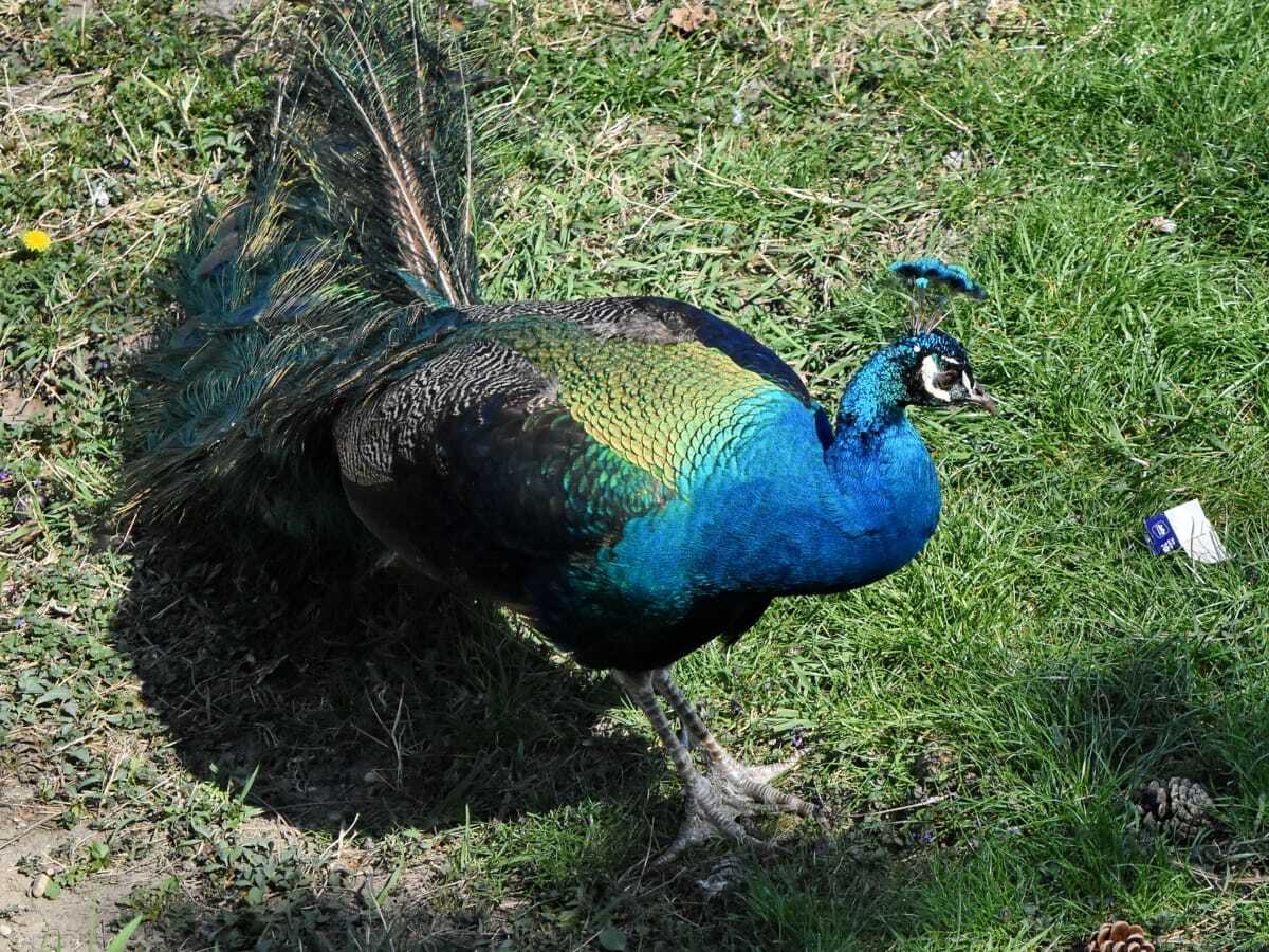 Skolbanken · Biologi 6C vt-2021